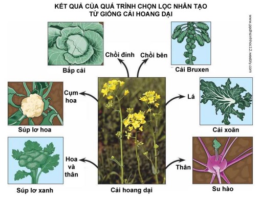 Bài 25: Học thuyết Lamac và học thuyết Đacuyn