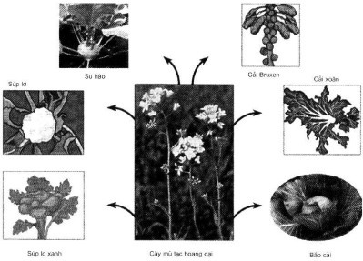 Bài 25: Học thuyết Lamac và học thuyết Đacuyn