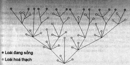 Bài 25: Học thuyết Lamac và học thuyết Đacuyn
